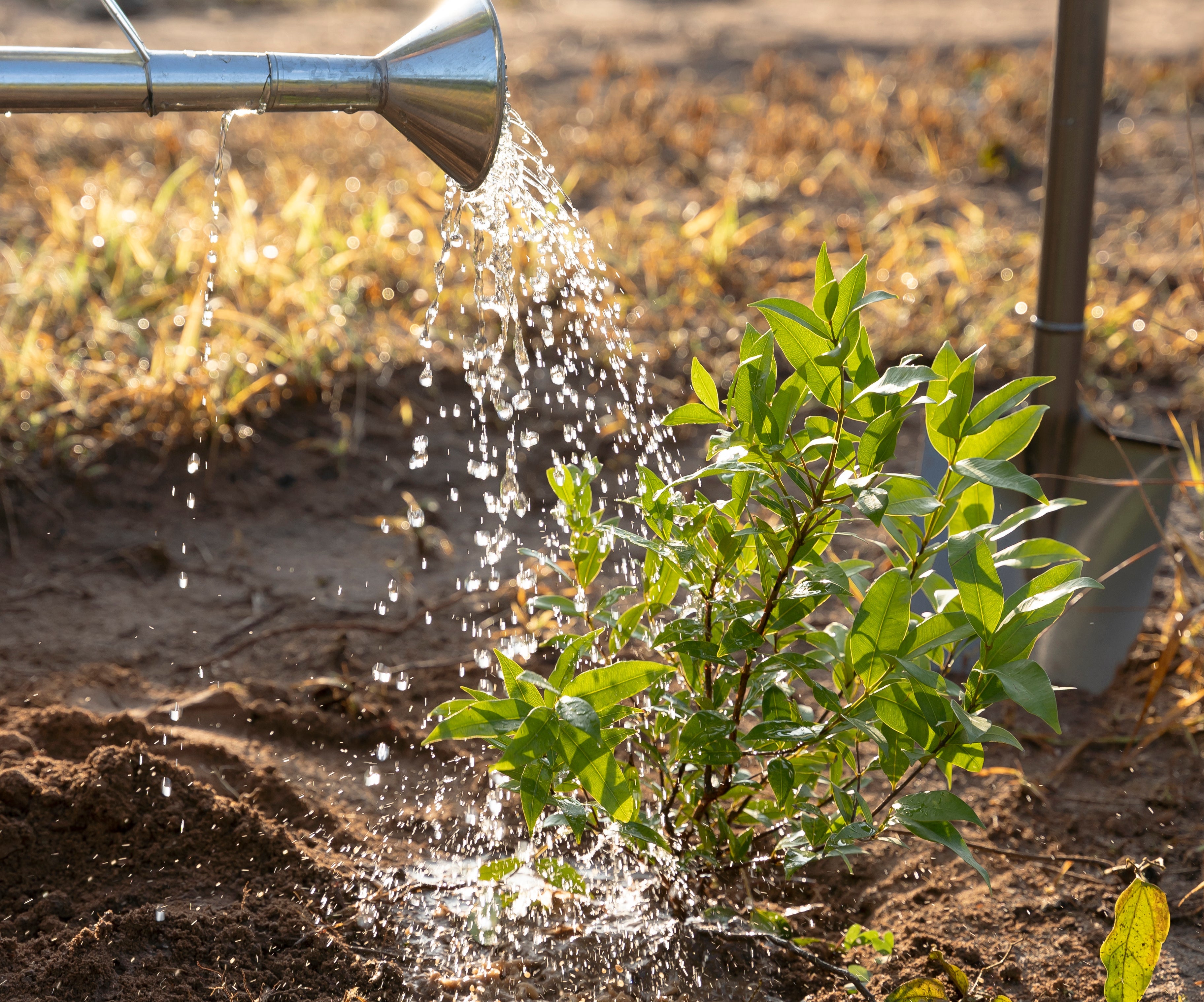 How Often Should I Water My Garden as Temperatures Rise? – Daltons ...